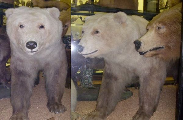 Real or Fake? 8 Bizarre Hybrid Animals | Live Science