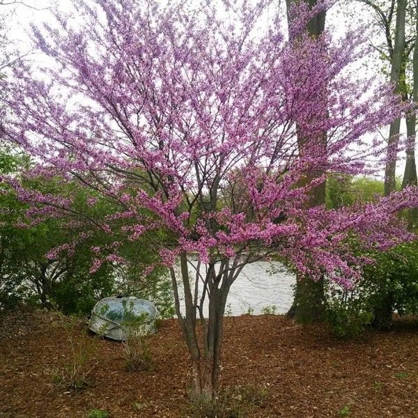 When and how to prune a redbud tree successfully | Homes and Gardens