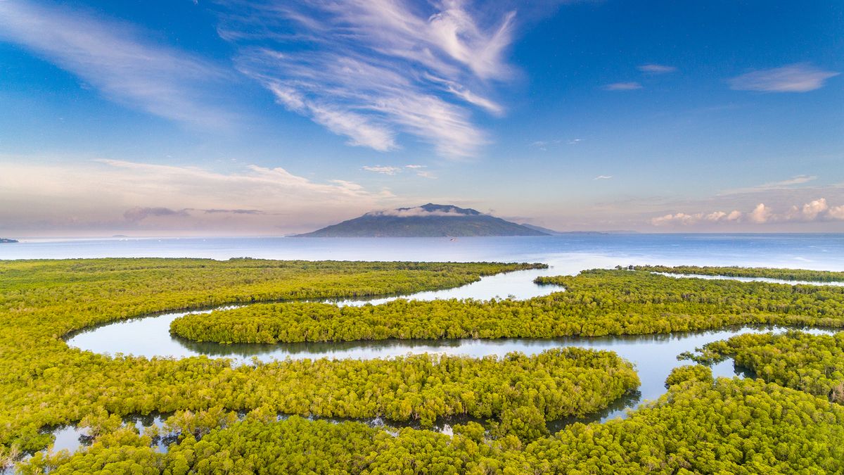 Incredible wildlife photograph wins Mangrove Photography Award ...
