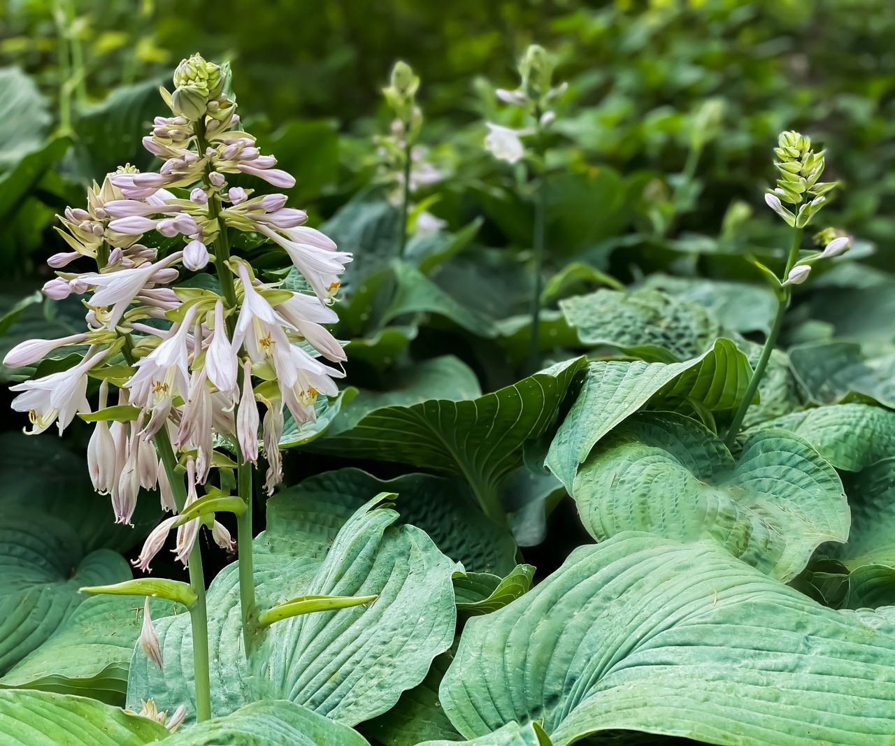 Hostas care and growing guide: tips for these foliage plants | Homes ...