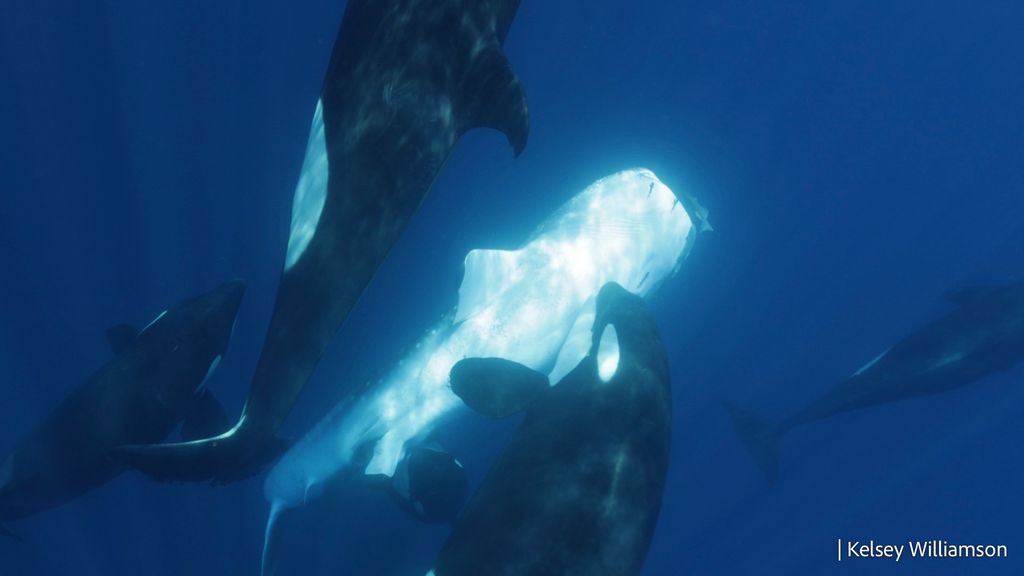 Orca gang develops brutal hunting strategy to take on the world's ...