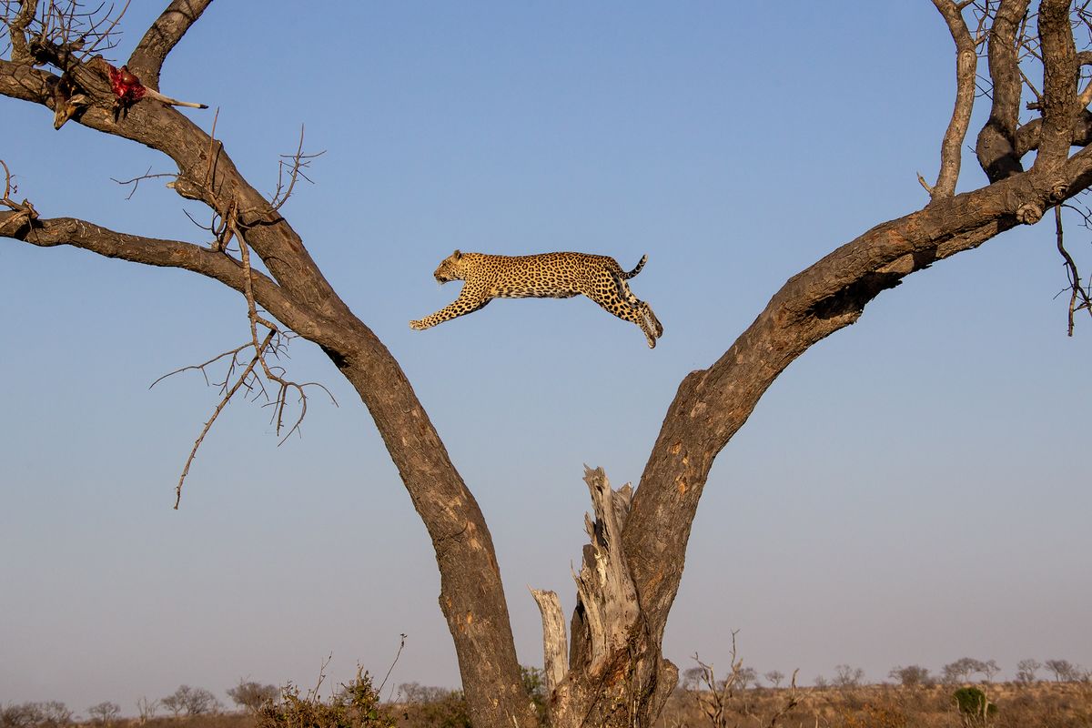 Remembering Leopards reveals results of conservation photo competition ...