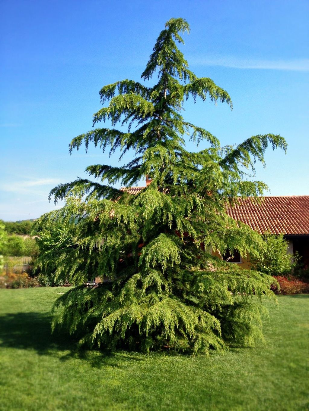 Cutting Back Cedar Trees Safely - Learn How To Prune An Overgrown Cedar ...