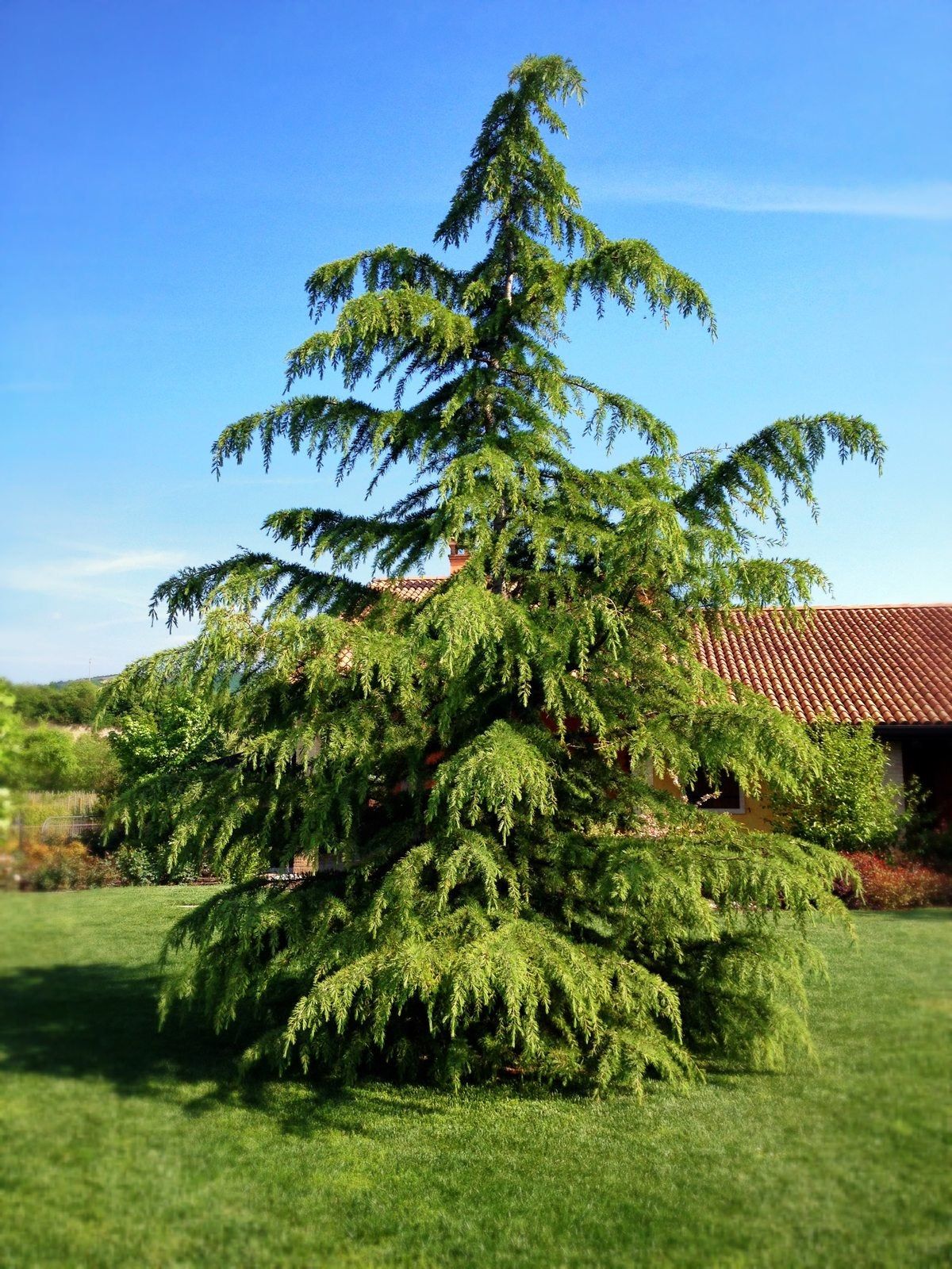Cutting Back Cedar Trees Safely - Learn How To Prune An Overgrown Cedar ...