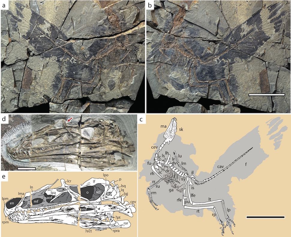 Little 'Rainbow' Dinosaur Discovered by Farmer in China | Live Science