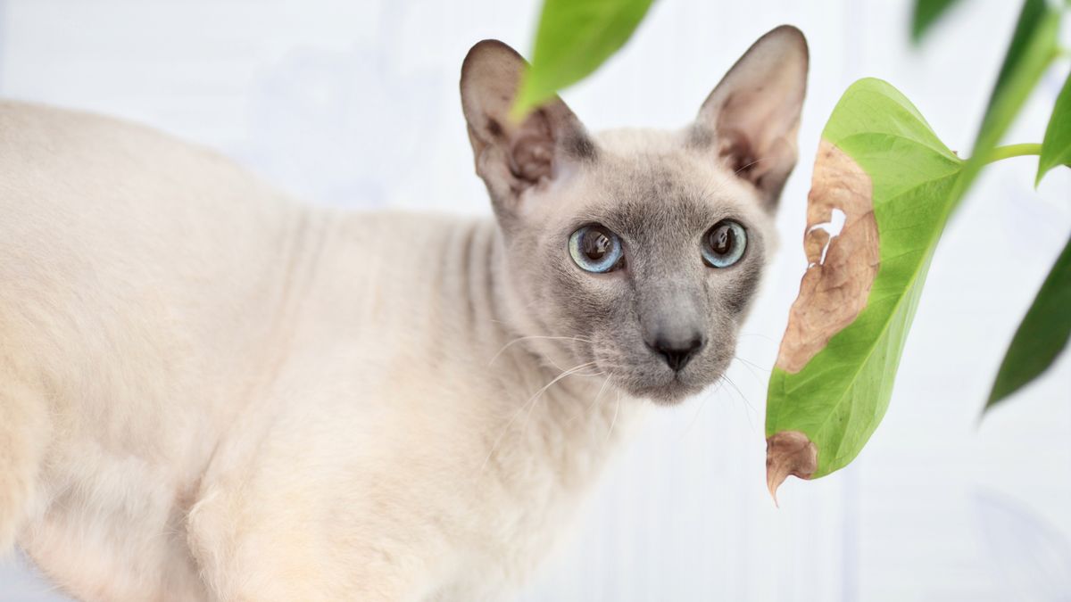 32 high energy cat breeds that will want to play with you | PetsRadar