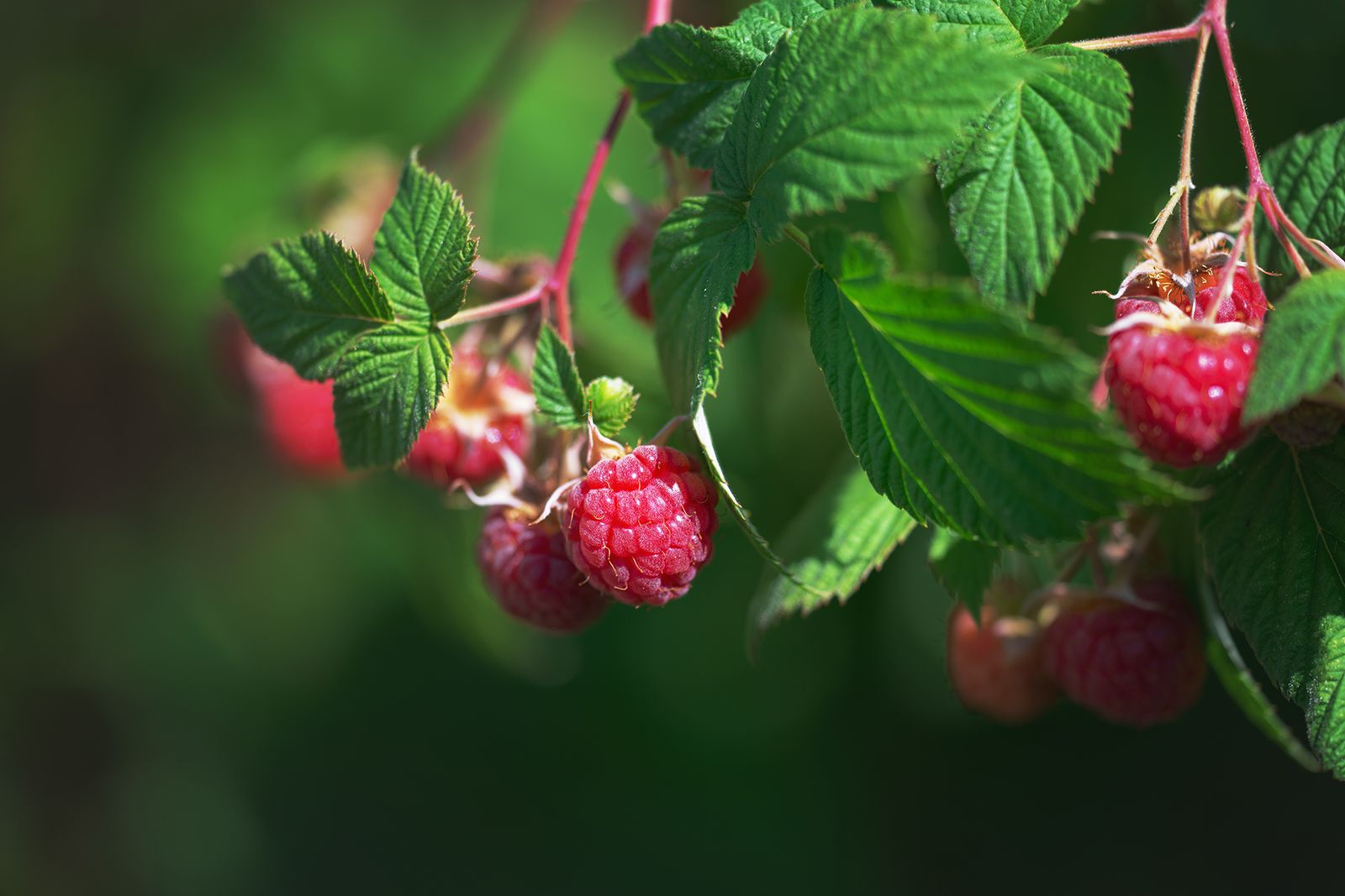How to grow raspberries – tips for the best tasting fruit | Homes and ...