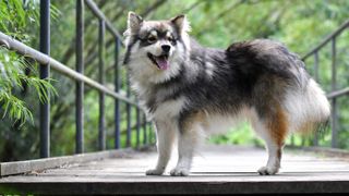 32 popular spitz dog breeds from around the world | PetsRadar