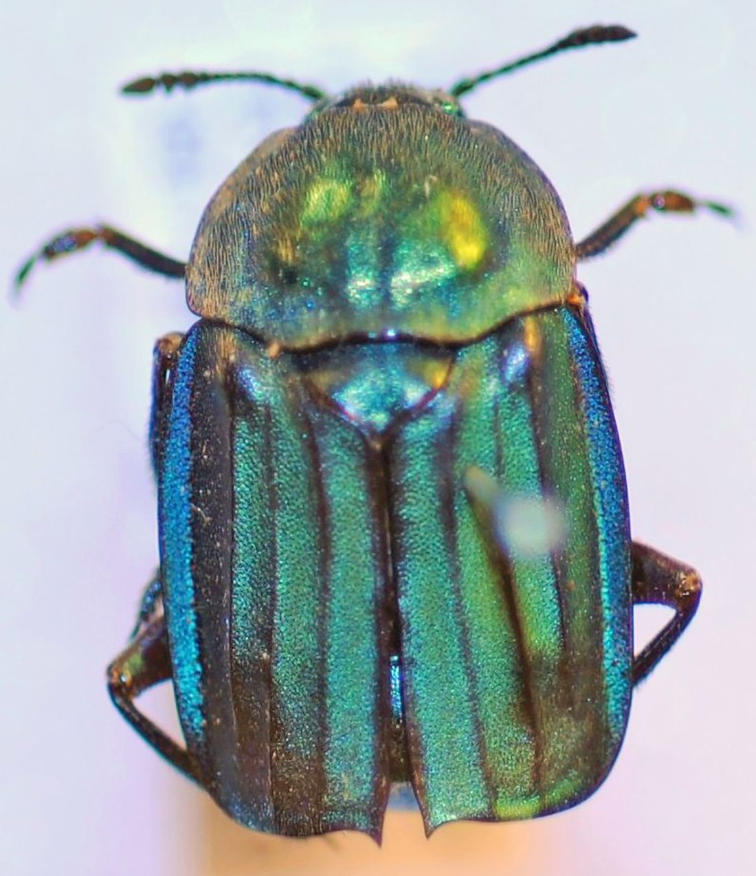 Meet the Beetles: Stunning Museum Specimens from London | Live Science