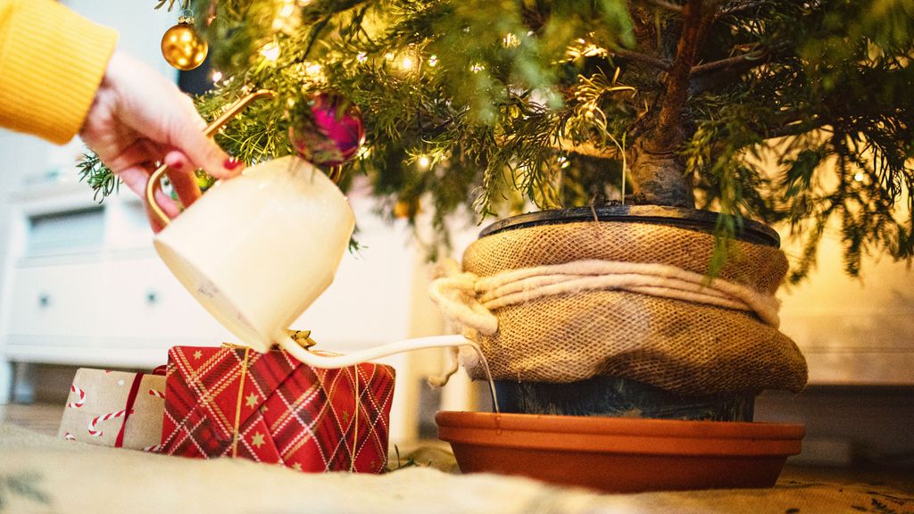 How long do Christmas trees last and which variety is best | Woman & Home