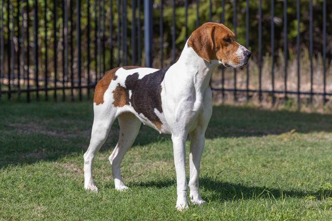 18 scent hounds known for their powerful noses | PetsRadar