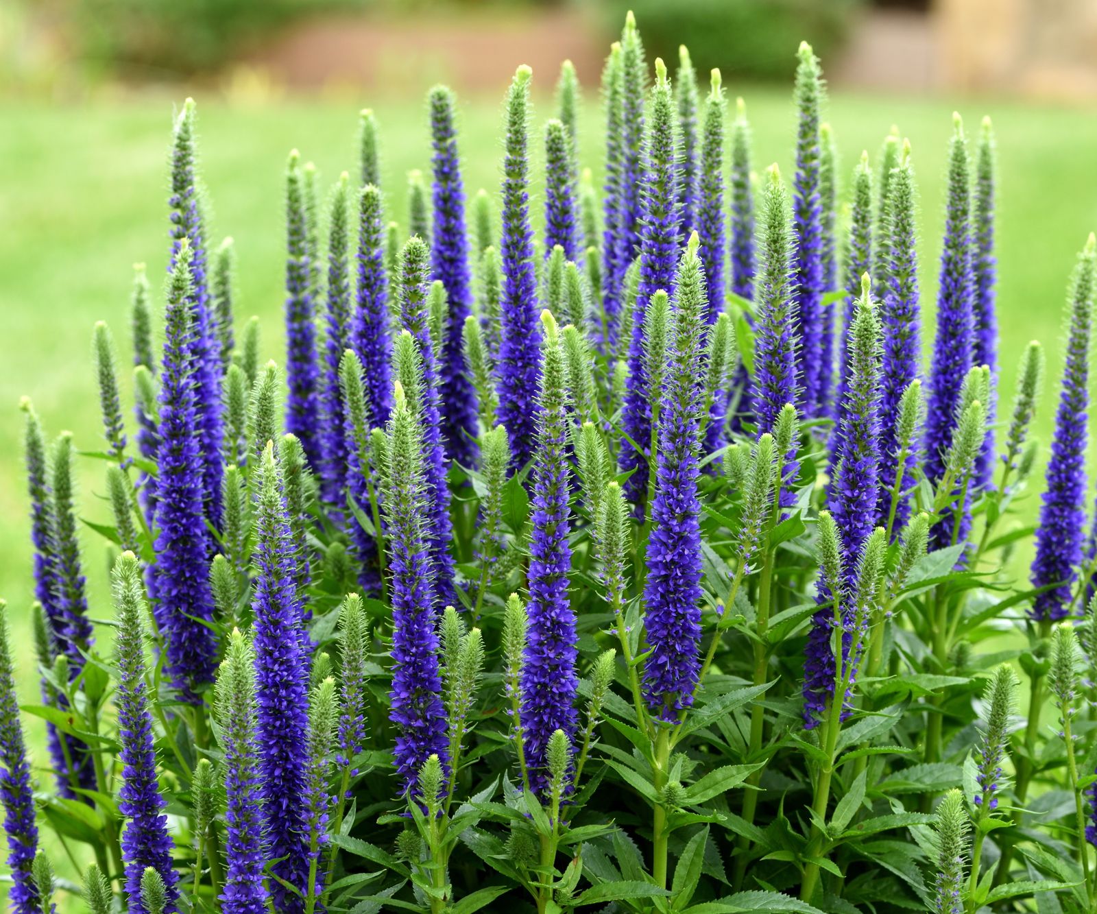 How to grow veronica: for an easy-going flowering perennial | Homes and ...