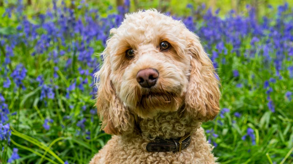 Most Googled dog breeds: What is everyone searching for? | PetsRadar