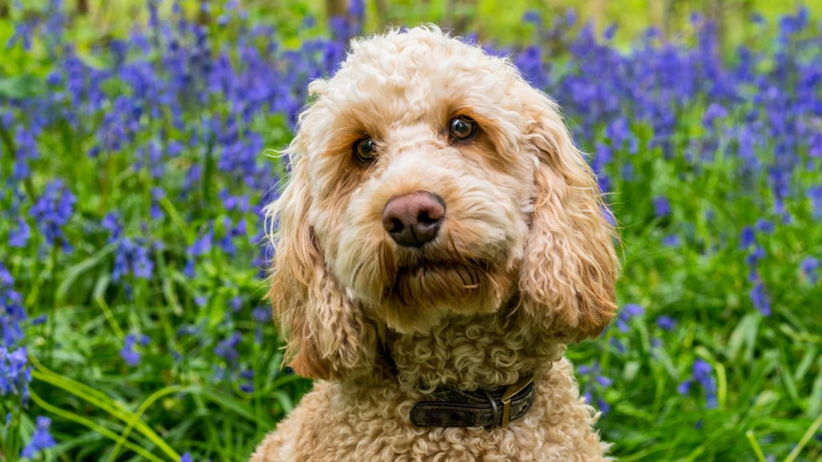 Most Googled dog breeds: What is everyone searching for? | PetsRadar