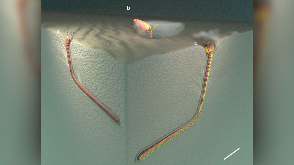 Giant worms terrorized the ancient seafloor from hidden death traps ...