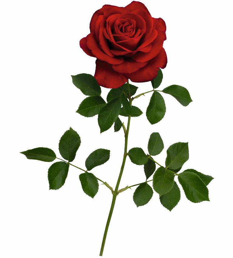 The romance of the rose, and how it became the flower of love | Country ...