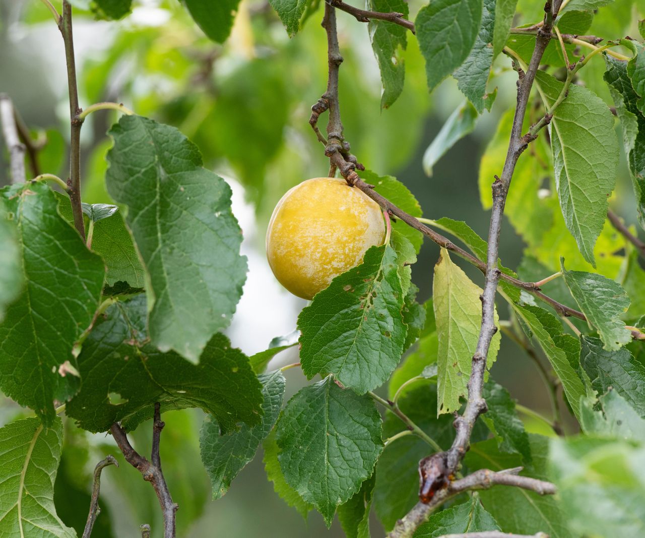 Types of plum trees: 12 varieties for a fruitful harvest | Homes and ...