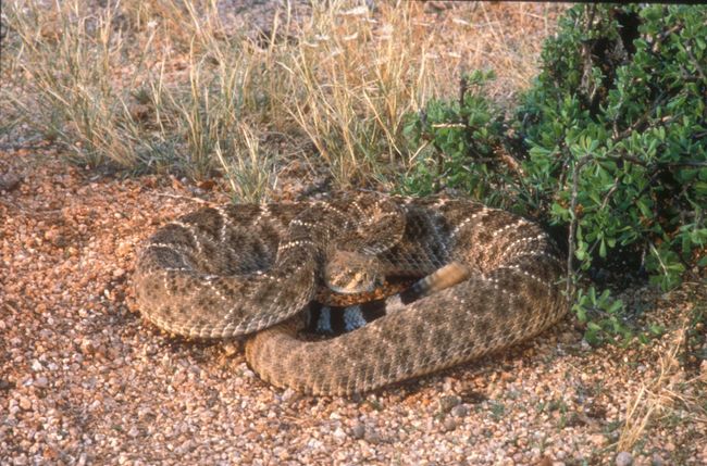 Photos: How to Identify a Western Diamondback Rattlesnake | Live Science