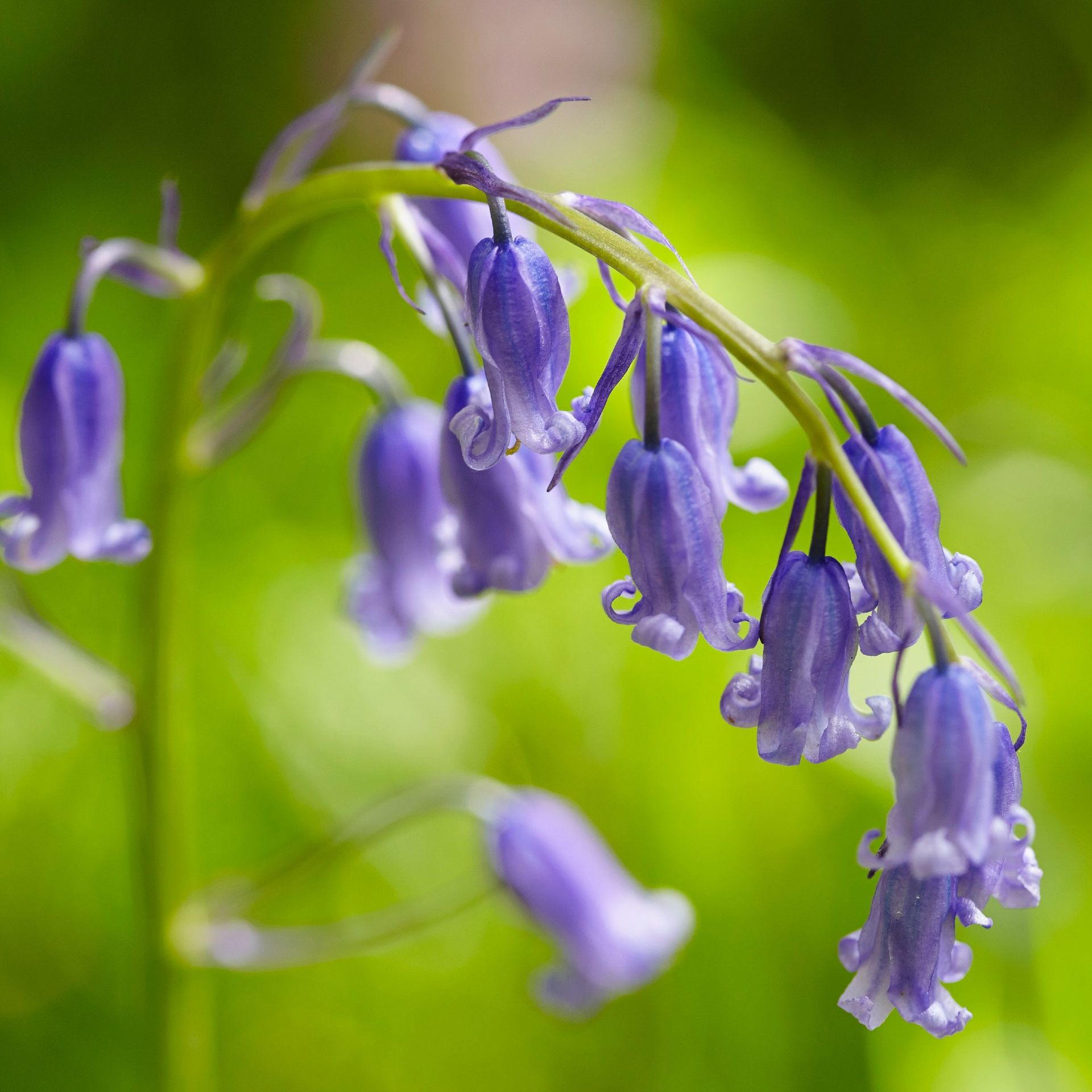 Which spring bulbs come back every year? 6 beautiful options | Ideal Home