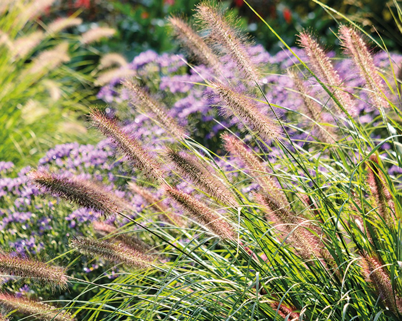 Types of ornamental grass: 16 varieties for borders and pots | Gardeningetc