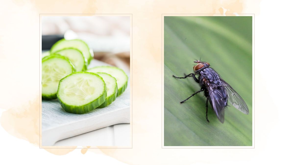 Can you get rid of flies with a cucumber? I put it to the test | Woman ...
