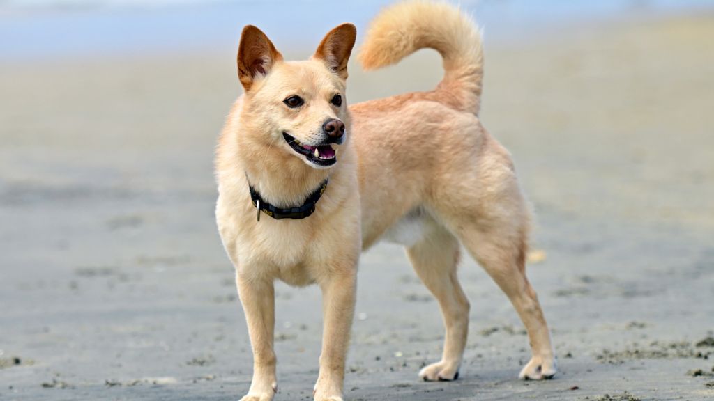 32 popular spitz dog breeds from around the world | PetsRadar