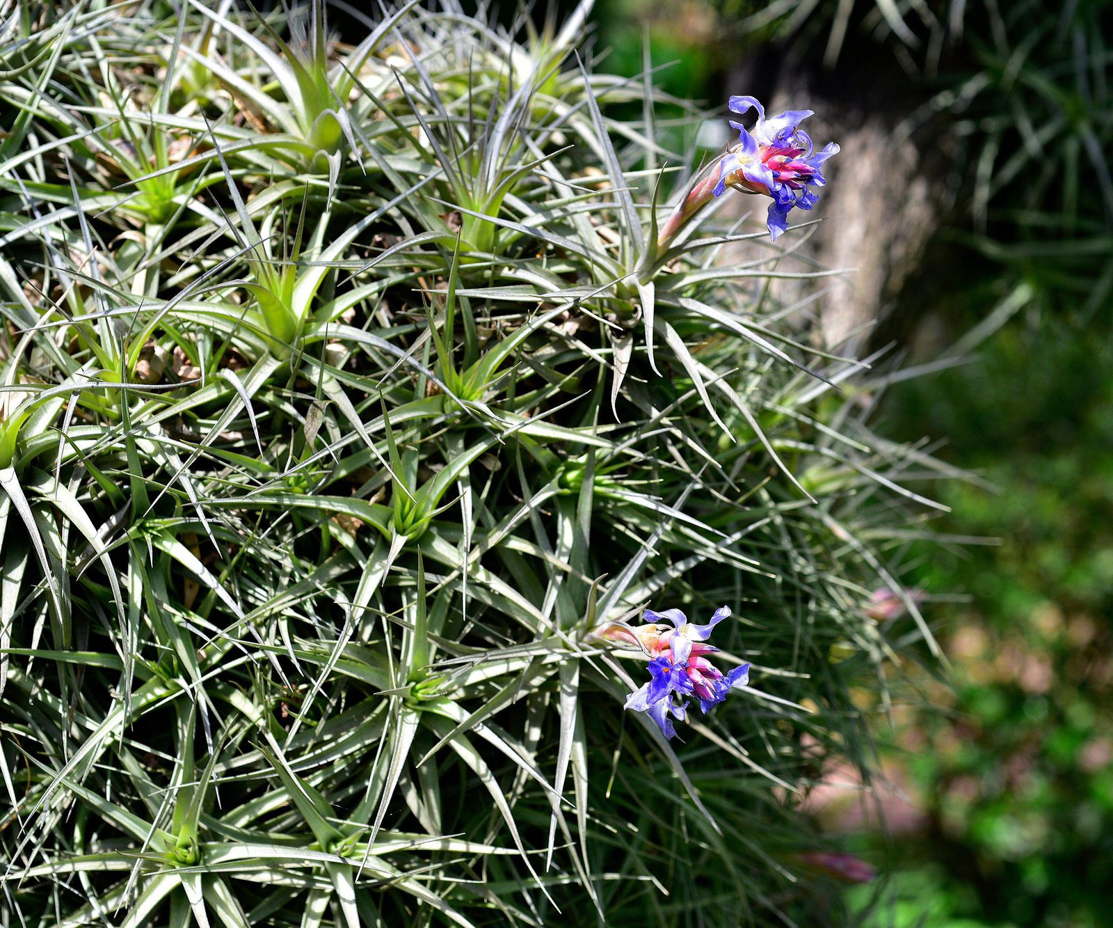 Types of air plants: 8 varieties and how to care for them | Homes and ...