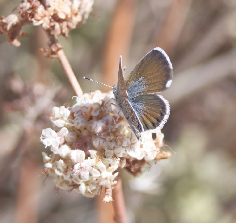 In Photos: Beautiful Butterflies of the American Deserts | Live Science