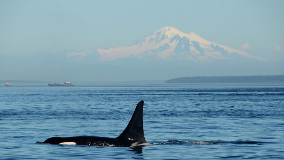 Chewed-up orca fins on Russian beach point to cannibalism, and ...