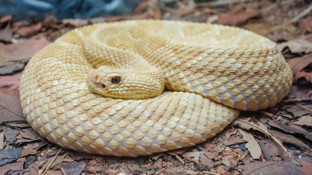 Snake Island: The isle writhing with vipers where only Brazilian ...