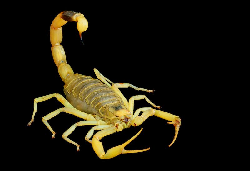 'Deathstalker' Scorpion's Rapid Strike Caught on Film | Live Science
