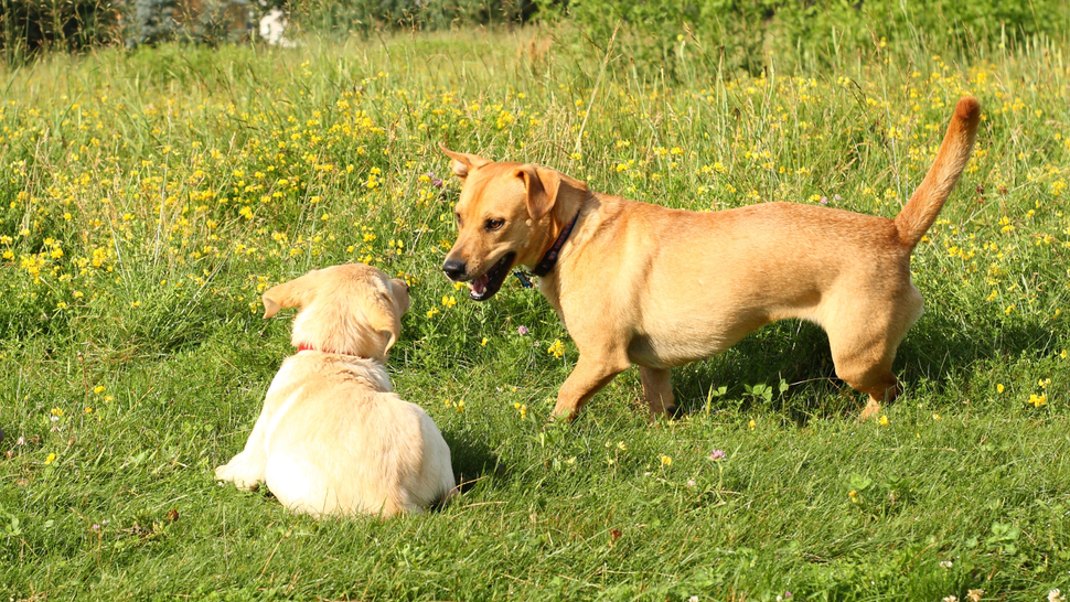 Is your dog play barking? Here’s why, according to an expert | PetsRadar
