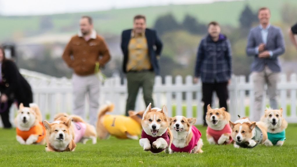 Four-year-old Juno wins this year’s Corgi Derby: ‘It's absolute carnage ...