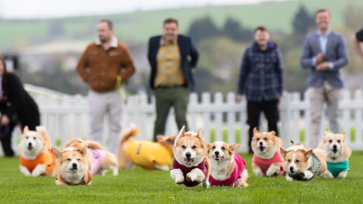 Four-year-old Juno wins this year’s Corgi Derby: ‘It's absolute carnage ...