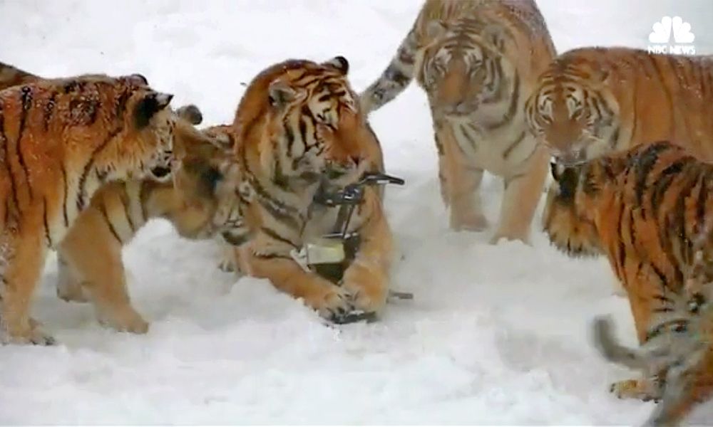 Viral Video of Drone-Hunting Tigers Hides Dark Reality | Live Science