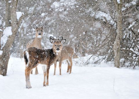 Animal Gallery: Fun in the Snow | Live Science