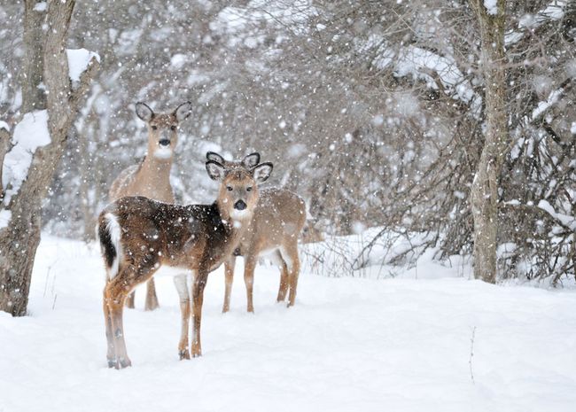 Animal Gallery: Fun in the Snow | Live Science