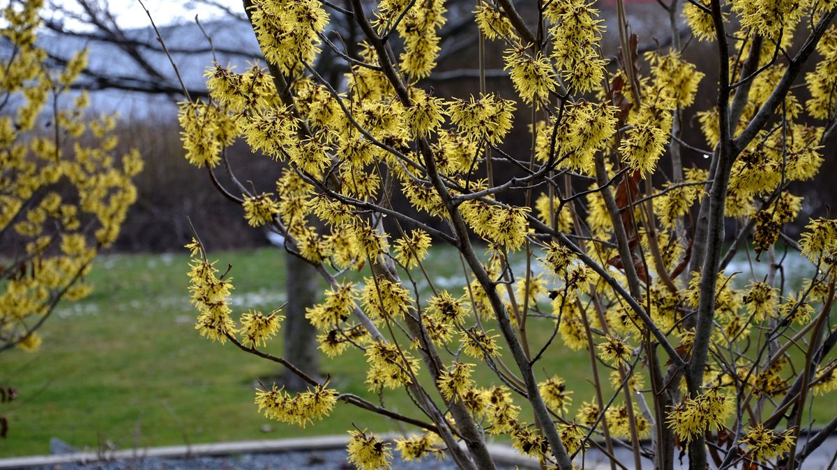 How to grow witch hazel in pots: for scented winter flowers | Homes and ...