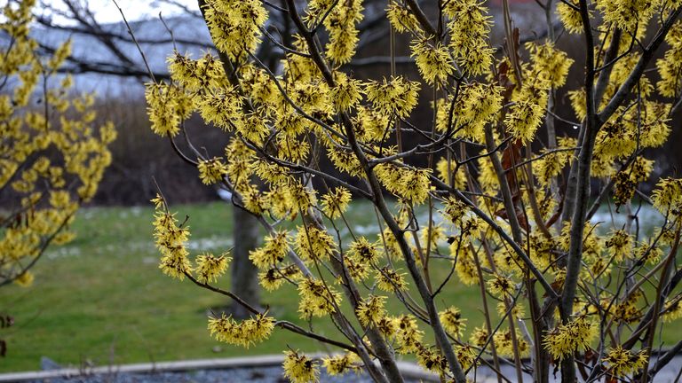 How to grow witch hazel in pots: for scented winter flowers | Homes and ...