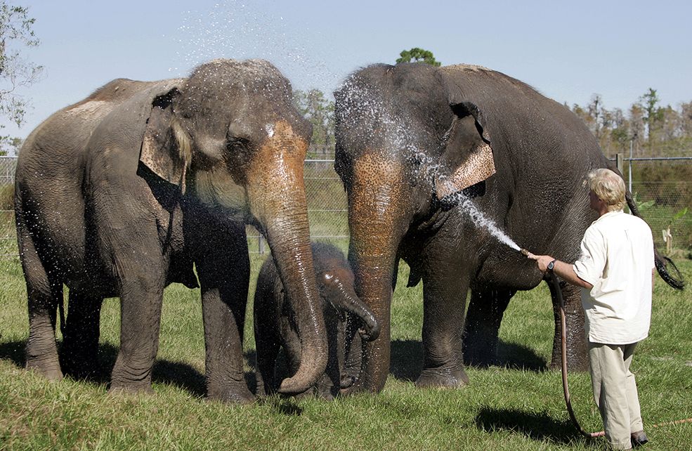 The sublime nobility of the circus elephant | The Week