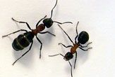 How Ants Navigate | Live Science