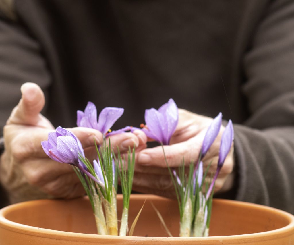 How to grow saffron in pots - an expert growing guide | Homes and Gardens