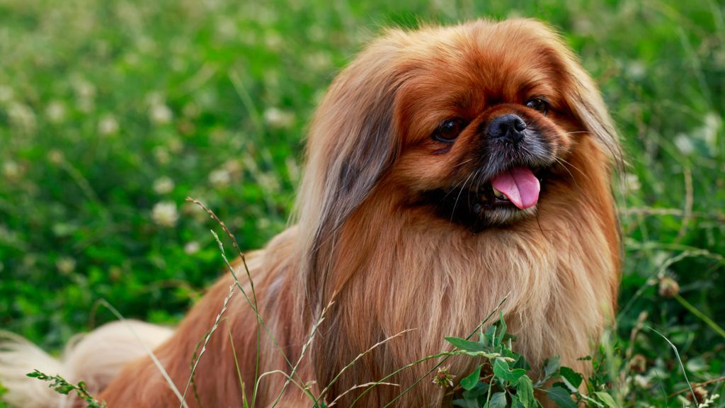 20 wrinkly dog breeds from little pugs to giant mastiffs | PetsRadar