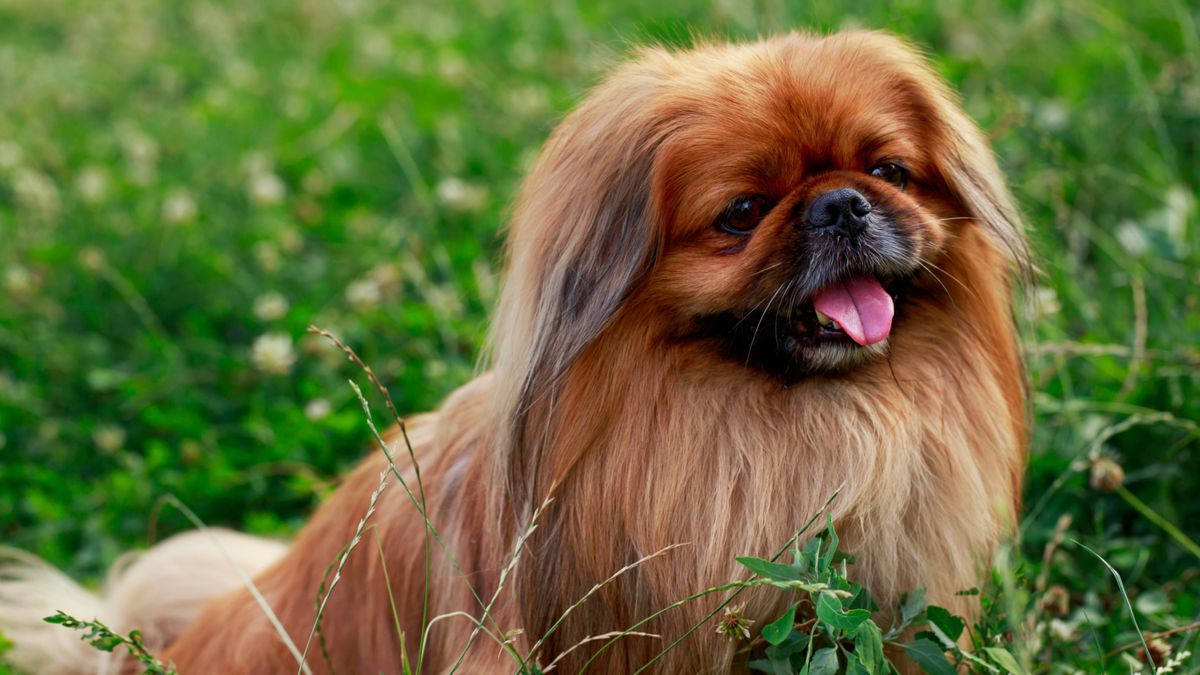 20 wrinkly dog breeds from little pugs to giant mastiffs | PetsRadar