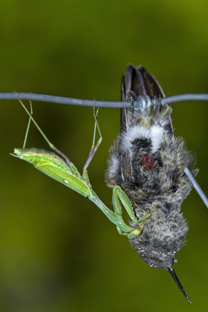 Lunch on the Wing: Mantises Snack on Birds (Photos) | Live Science