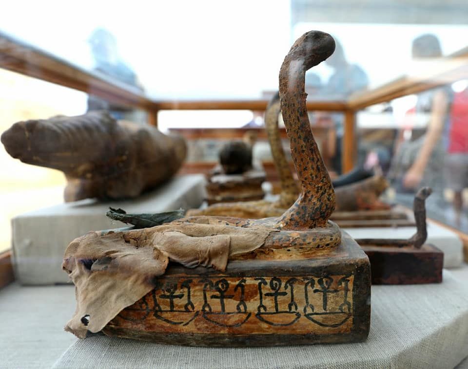 Purrfect Photos: Cat Mummies and Wooden Cat Statues Discovered at ...