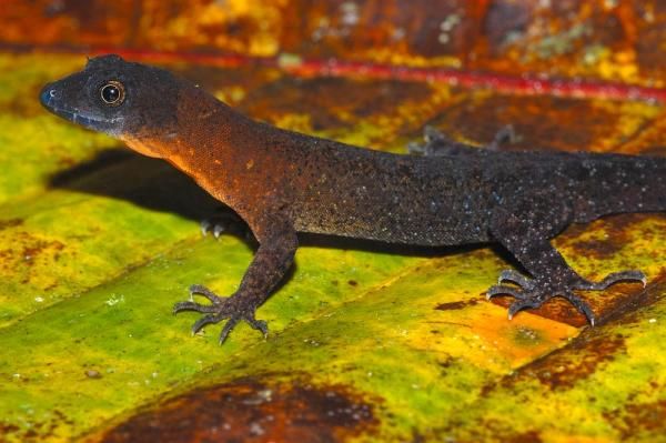 Gallery: New Species of the Amazon | Live Science