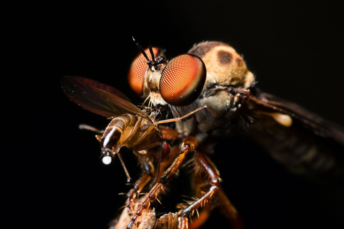 In Photos: Amazing Fly Eyes | Live Science