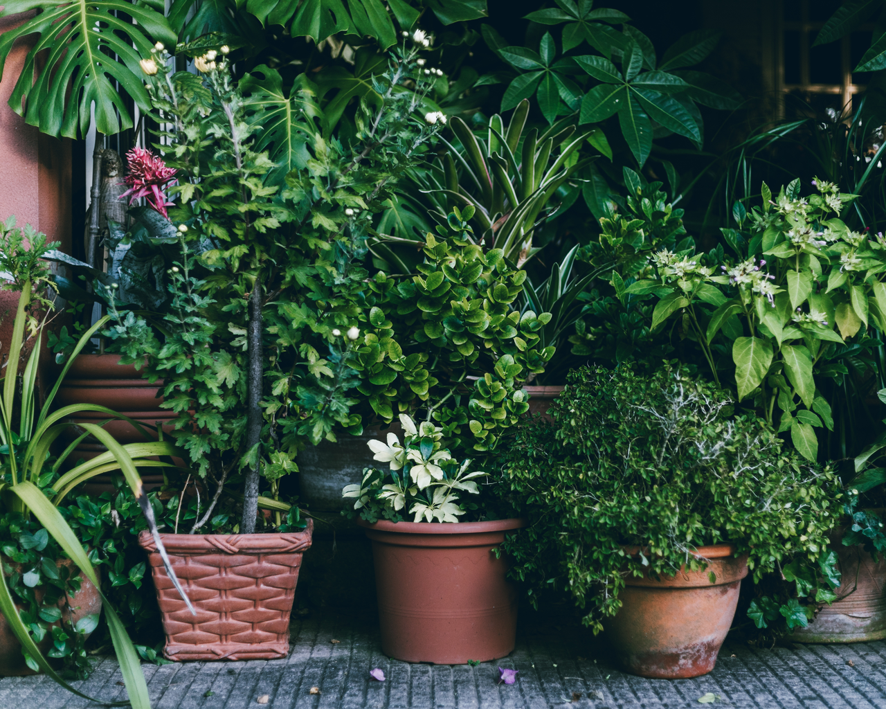 Keep pot plants healthy with this water bottle trick | Real Homes