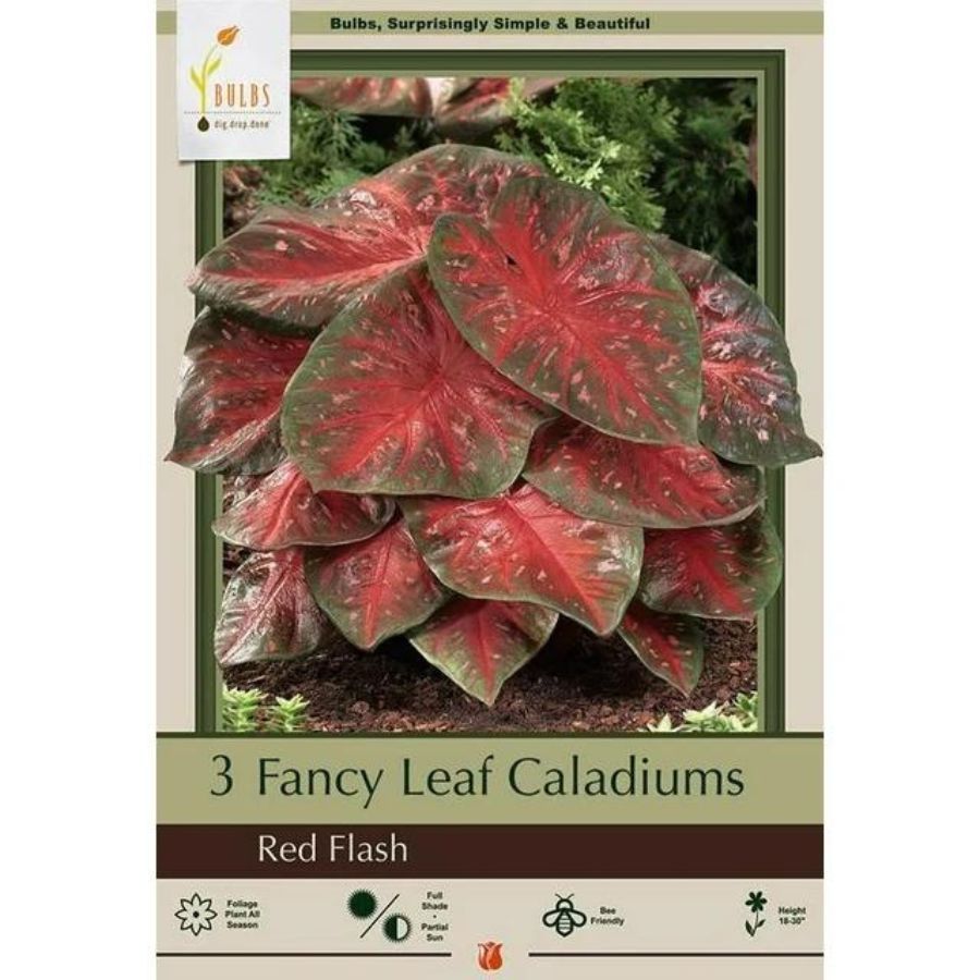 How to Care for Caladiums in Pots — Expert Tips | Livingetc